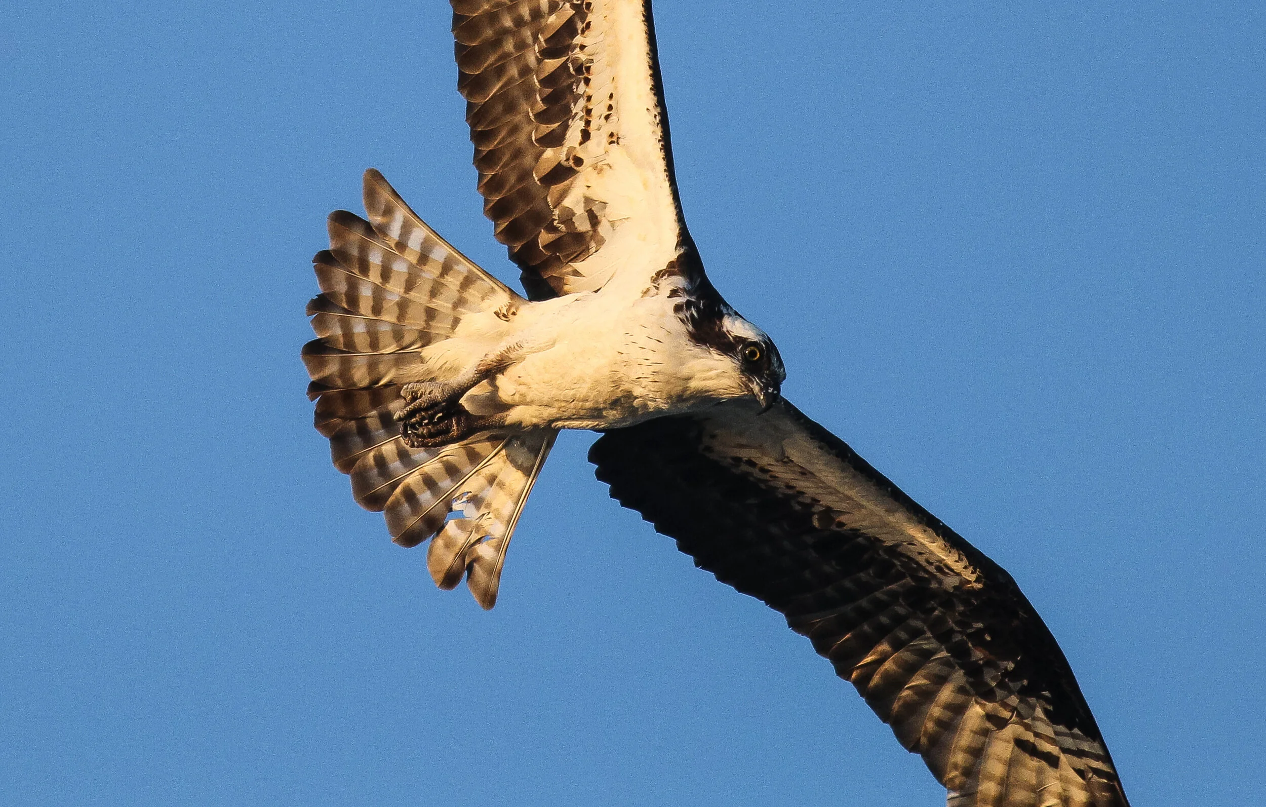 Osprey Fall Migration — Save Coastal Wildlife