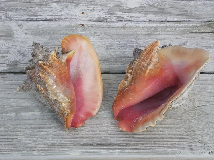 Knobbed Whelks: More than Just the State Shell of New Jersey — Save ...