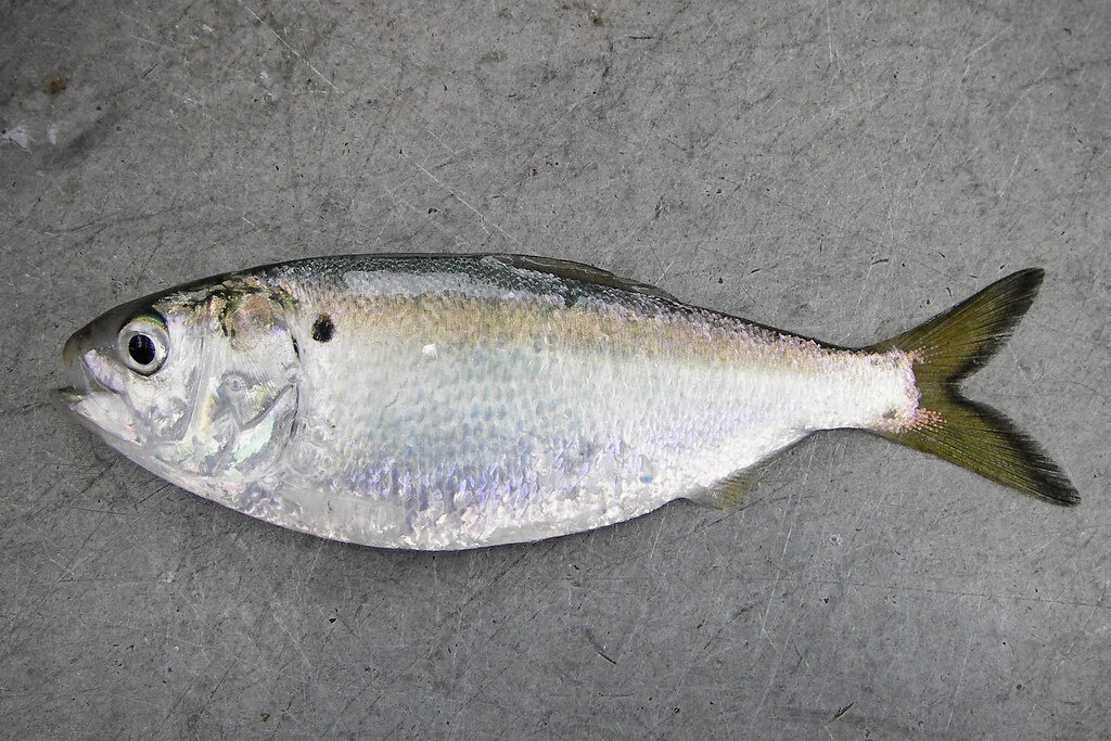 Menhaden Threats — Save Coastal Wildlife