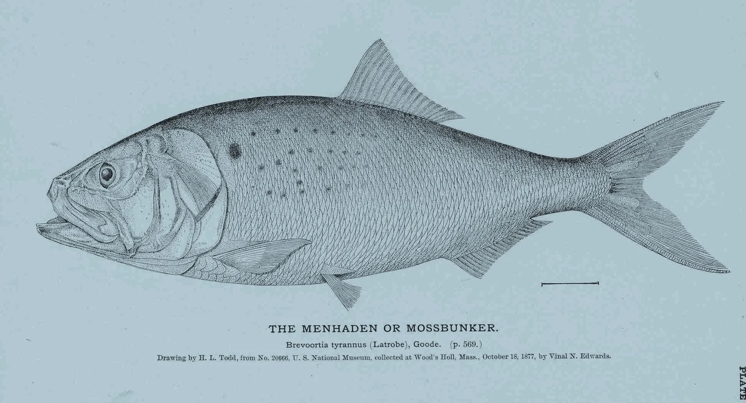 Menhaden Threats — Save Coastal Wildlife