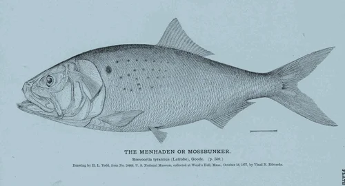 Menhaden Threats — Save Coastal Wildlife