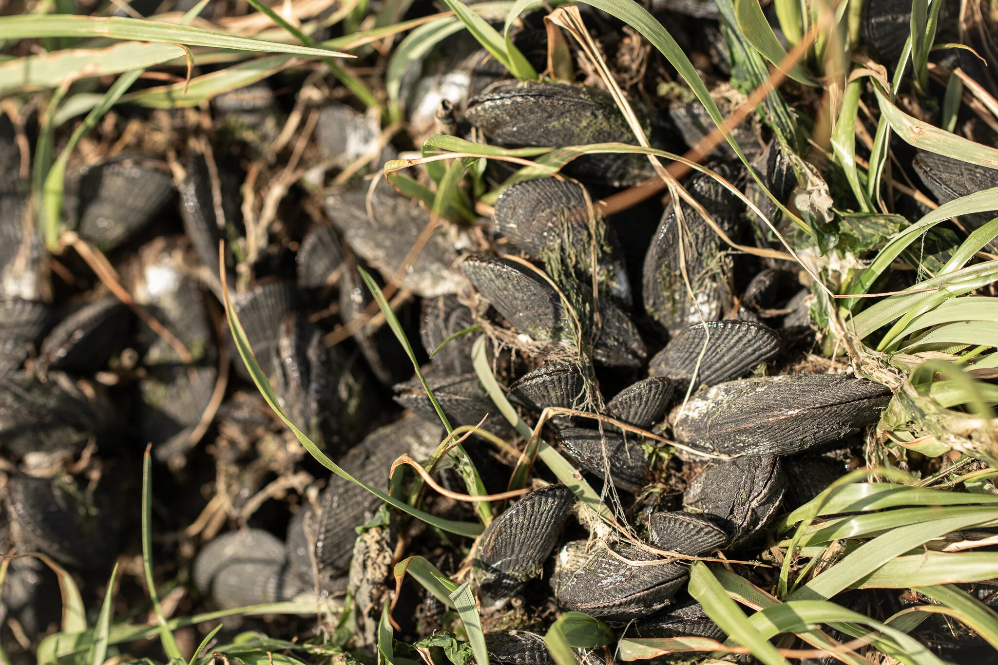 Ribbed Mussel Restoration — Save Coastal Wildlife