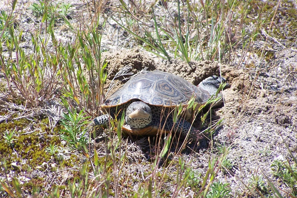 Diamondback Terrapin Spotting Program — Save Coastal Wildlife