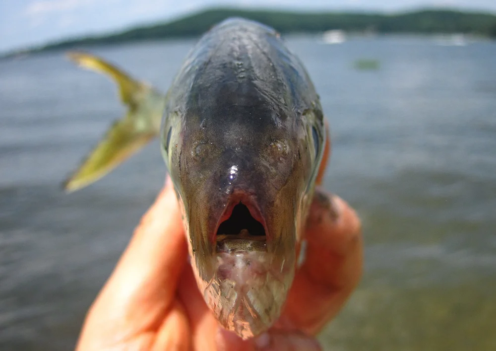 Menhaden Threats — Save Coastal Wildlife