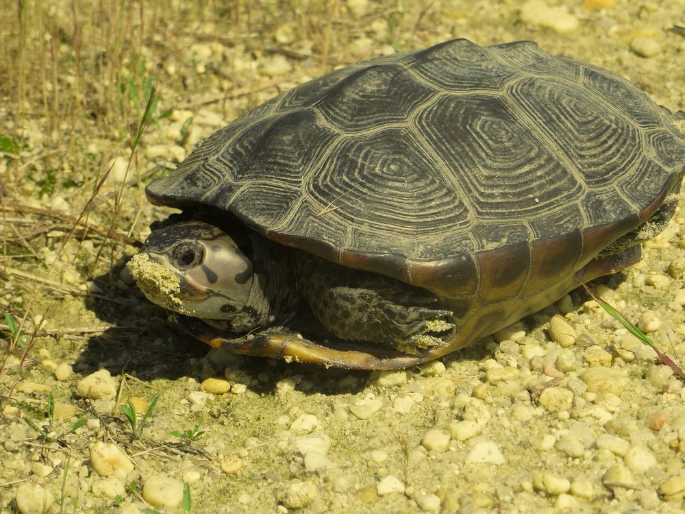 Diamondback Terrapin Spotting Program — Save Coastal Wildlife