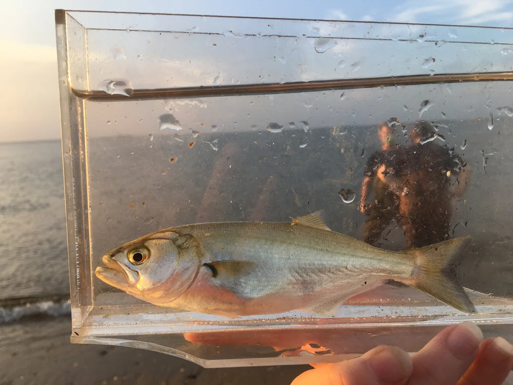 Seine Fish Survey — Save Coastal Wildlife