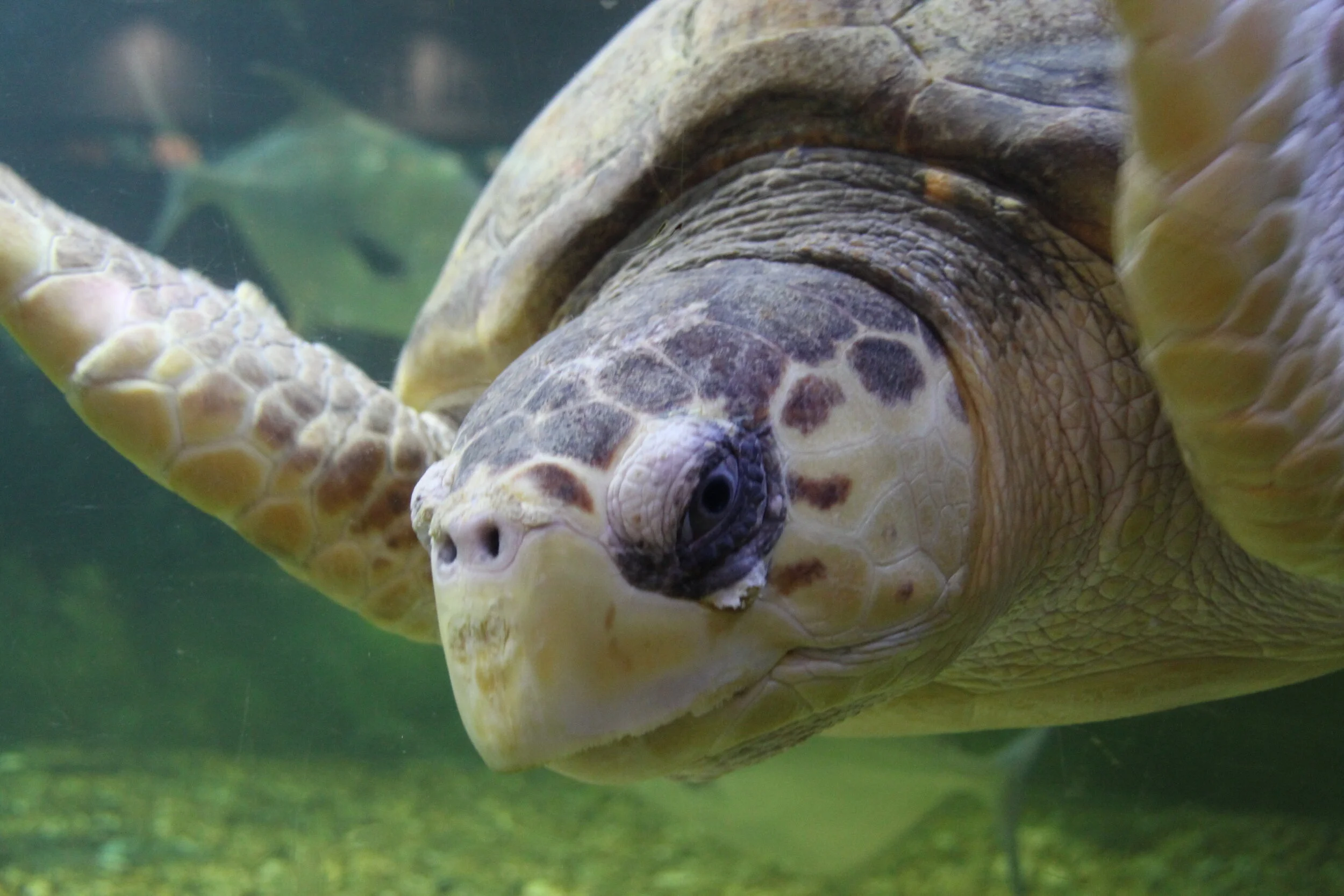 Sea Turtles of the Jersey Shore — Save Coastal Wildlife