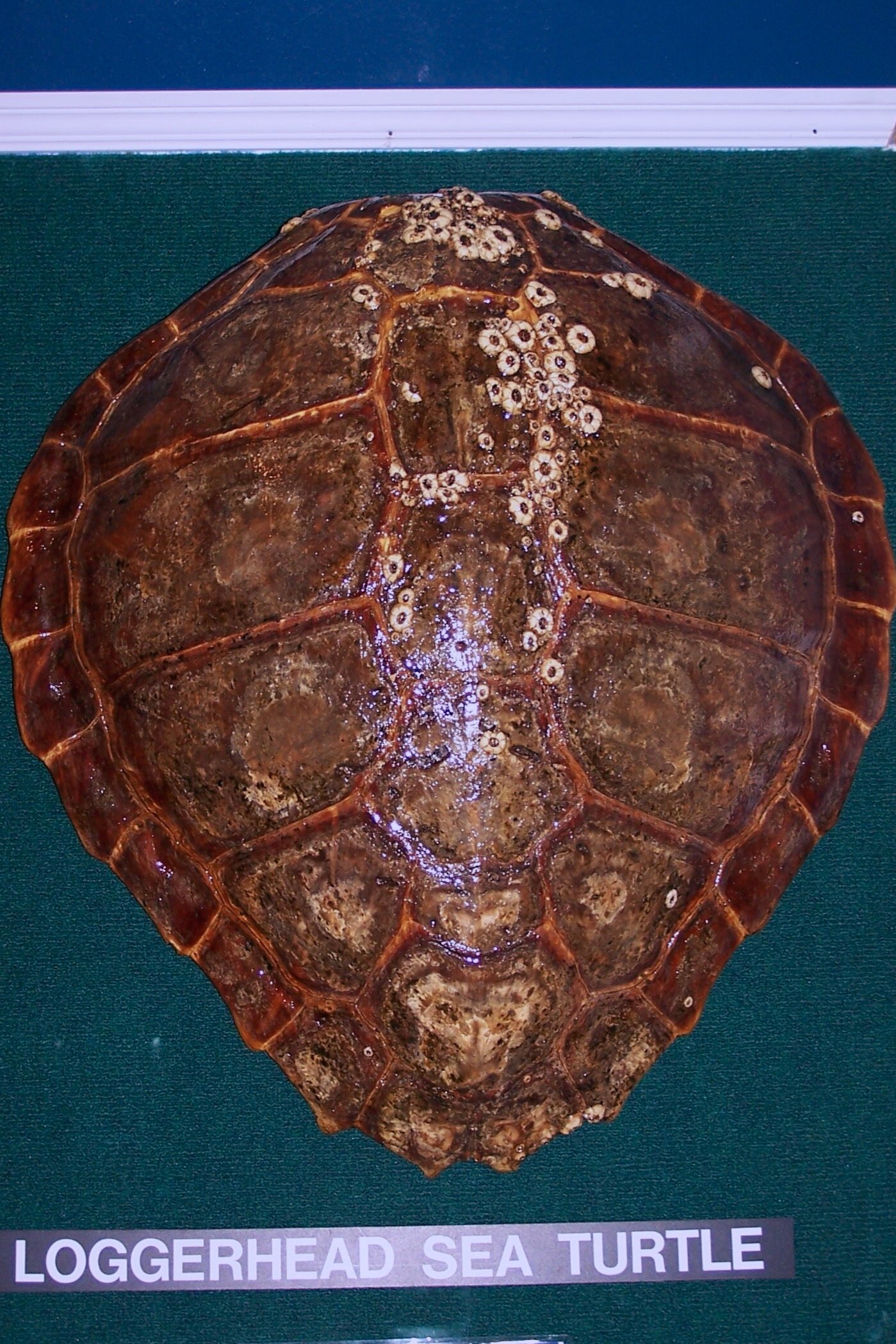 Green Sea Turtle Shell