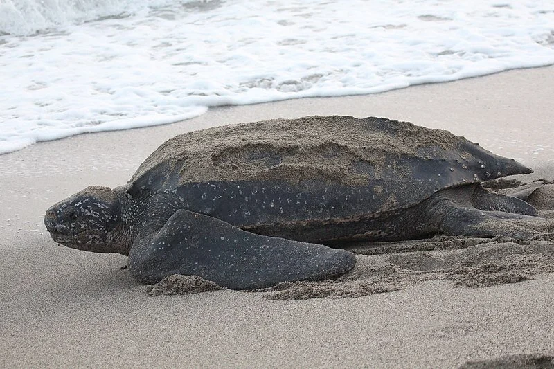 Sea Turtles of the Jersey Shore — Save Coastal Wildlife