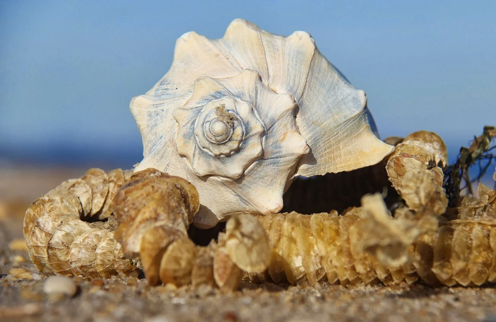 Spring Skate & Whelk Egg Case Hunt — Save Coastal Wildlife