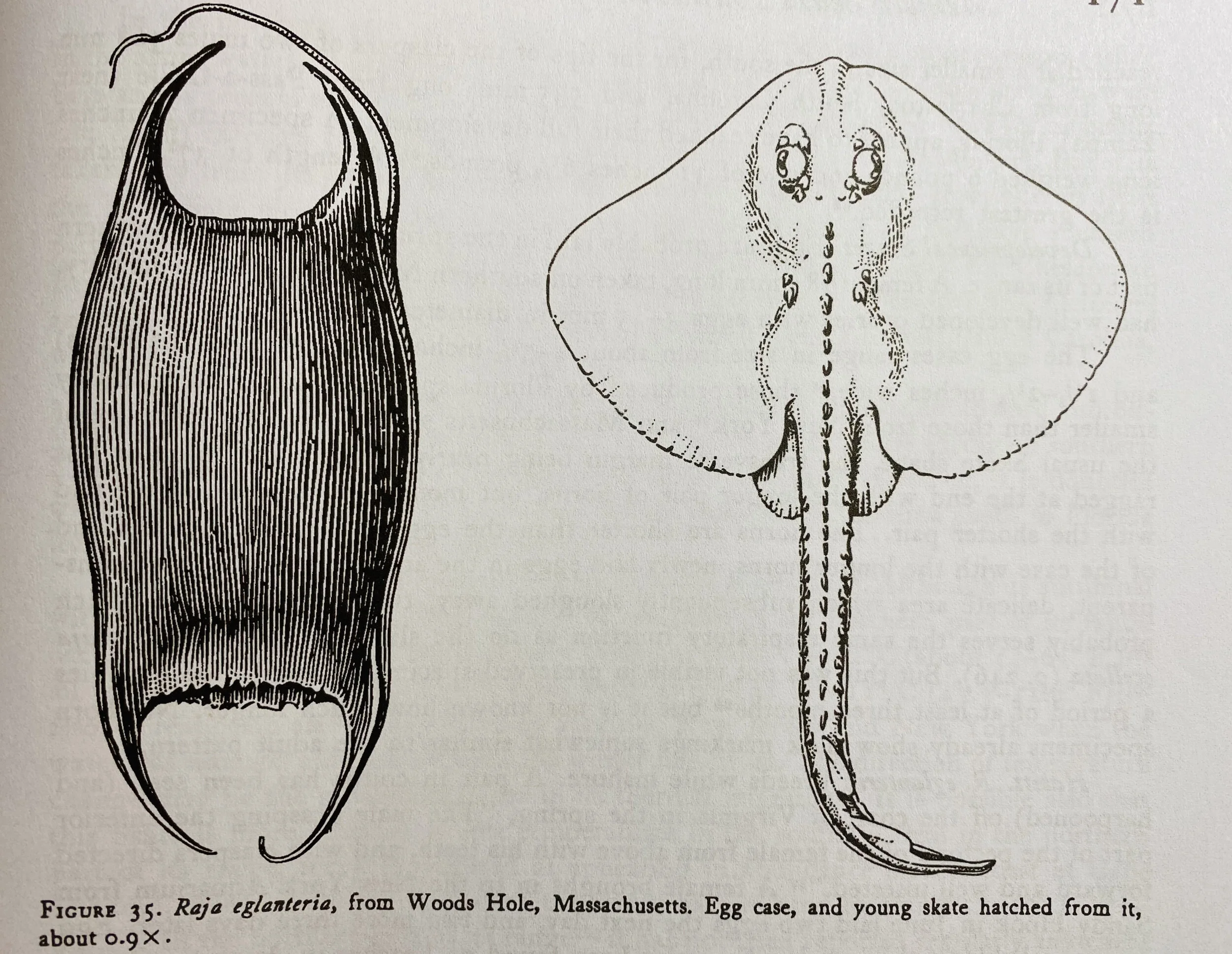 What Do Skate Eggs Look Like