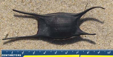 Spring Skate & Whelk Egg Case Hunt — Save Coastal Wildlife