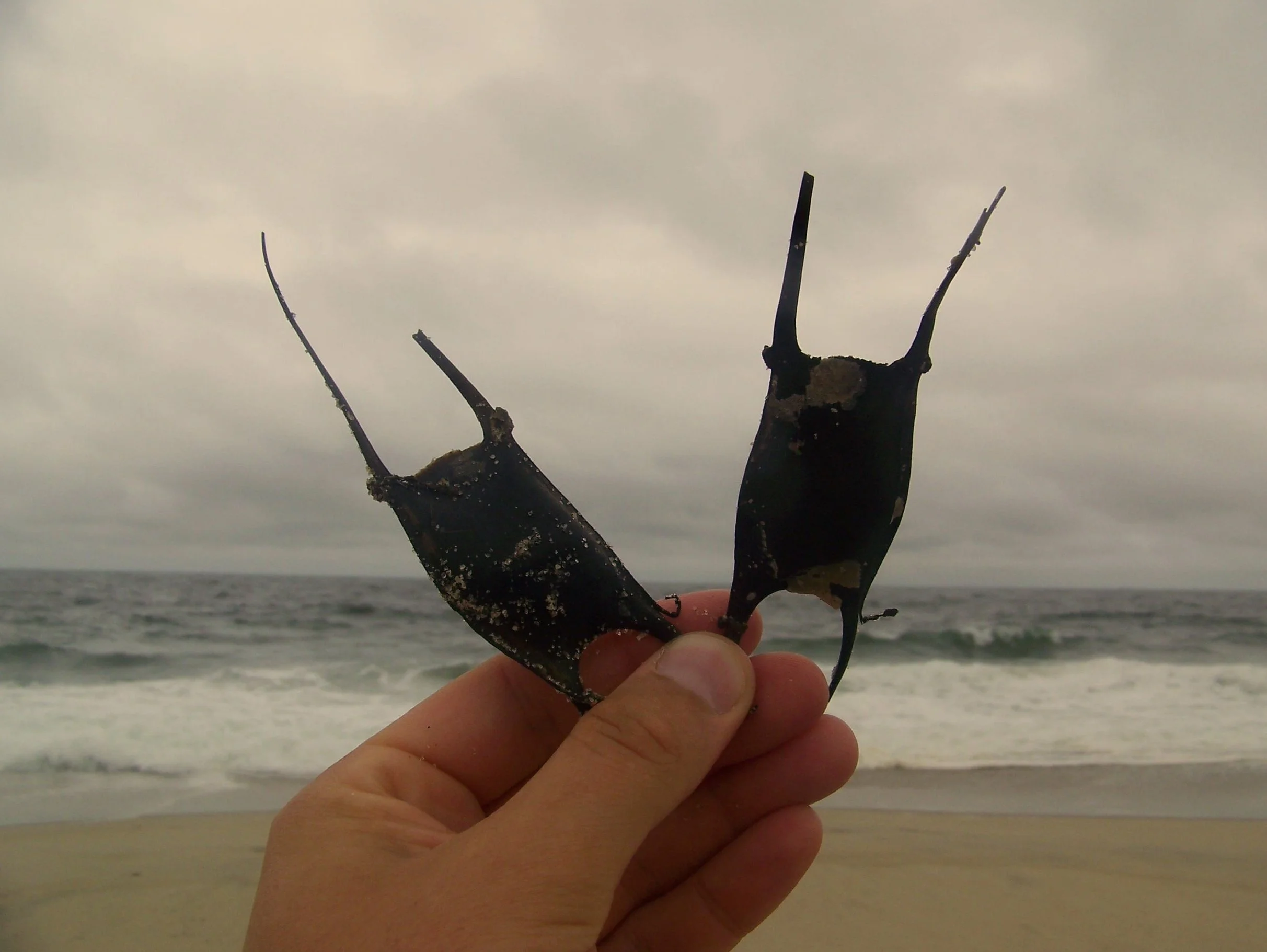 Spring Skate & Whelk Egg Case Hunt — Save Coastal Wildlife