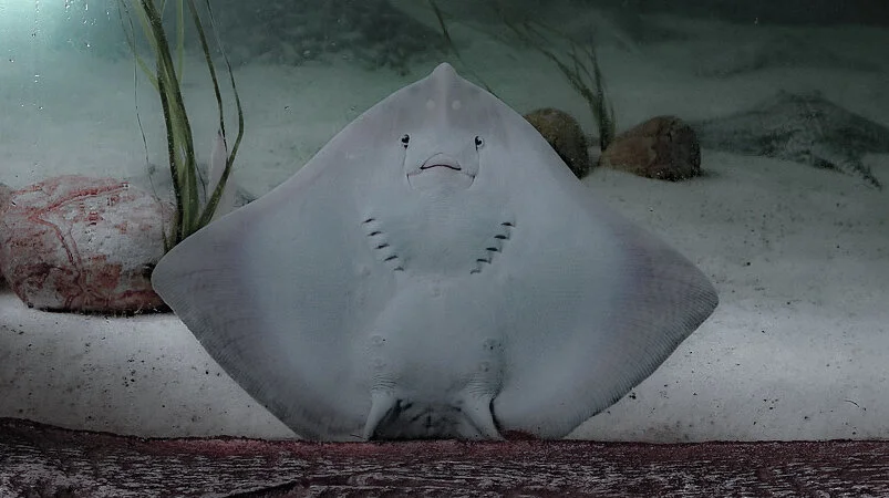 Skates & Rays of the Jersey Shore — Save Coastal Wildlife