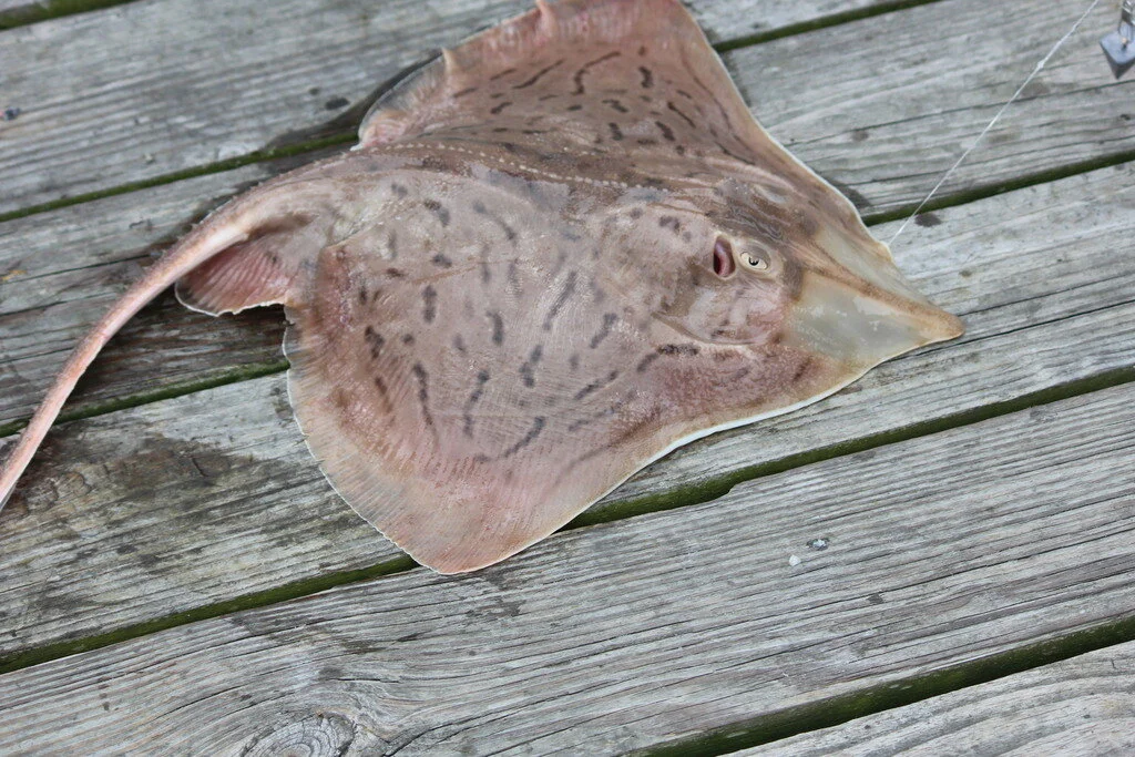 Skates & Rays of the Jersey Shore — Save Coastal Wildlife