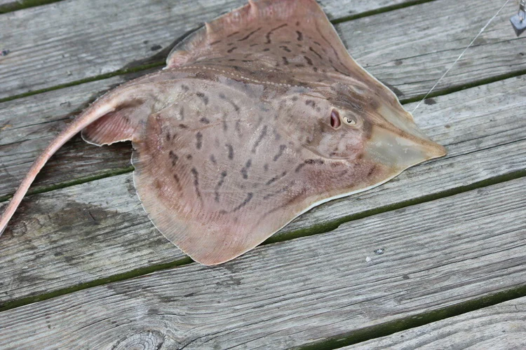 Skates & Rays of the Jersey Shore — Save Coastal Wildlife