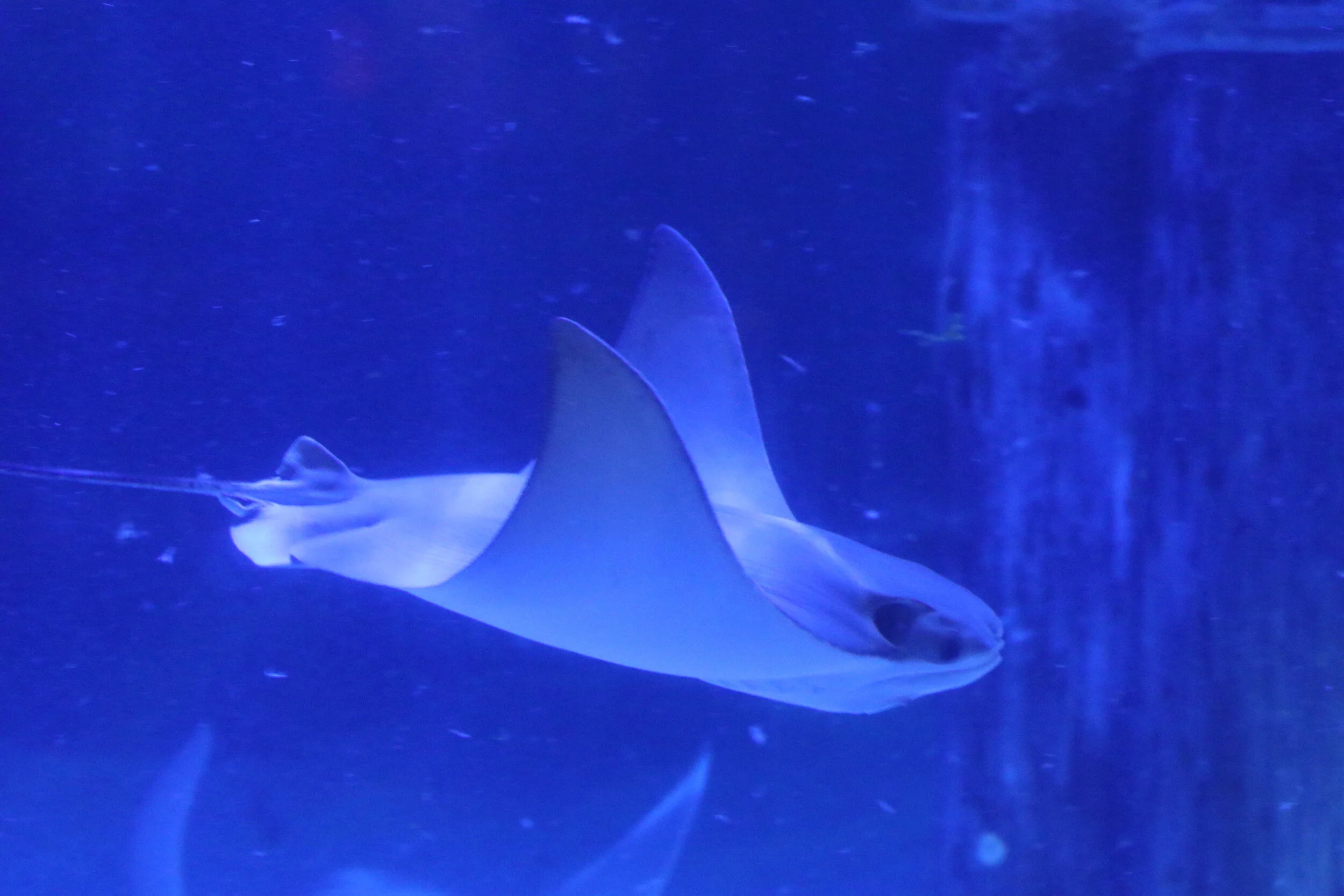 Skates & Rays of the Jersey Shore — Save Coastal Wildlife