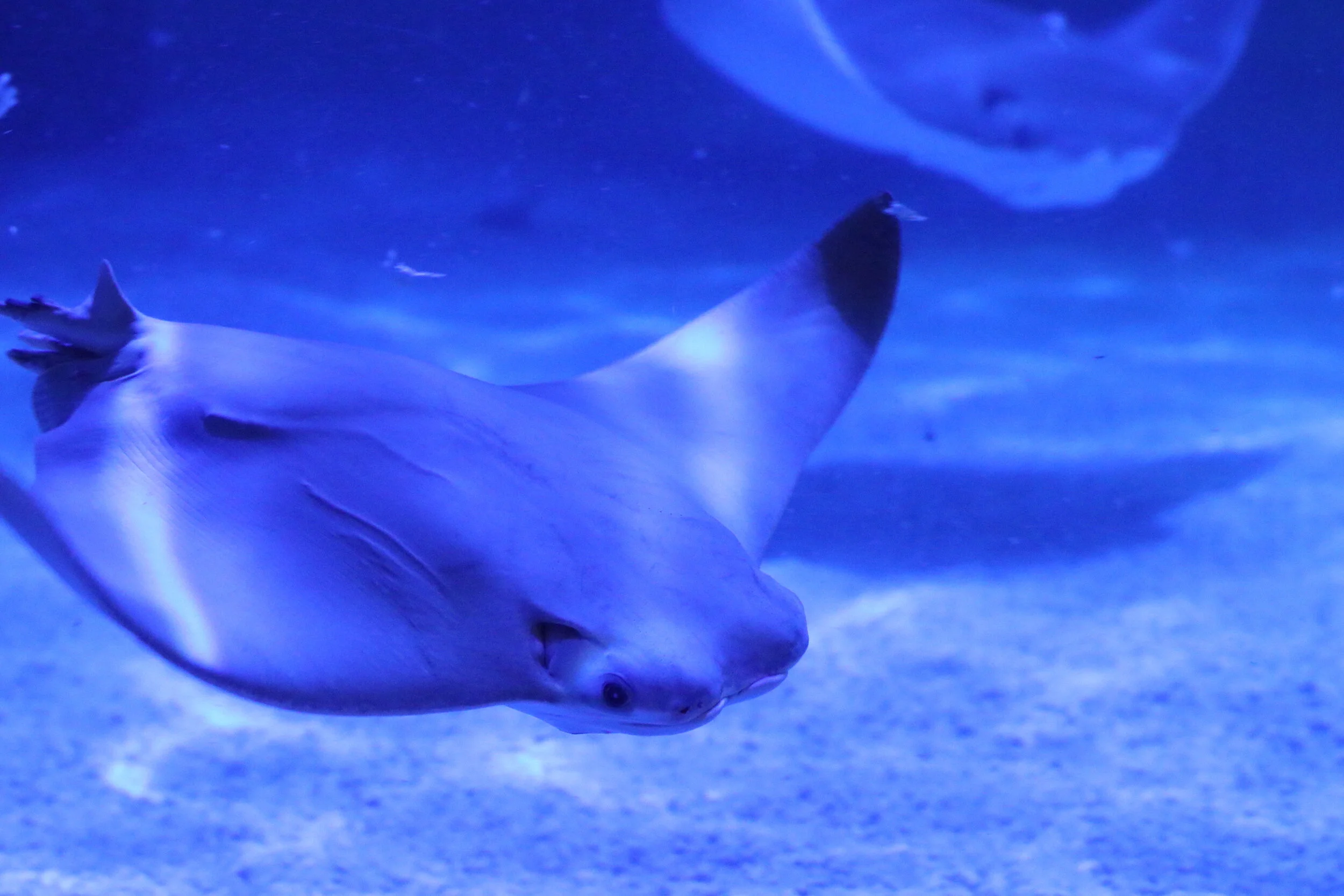 Skates & Rays of the Jersey Shore — Save Coastal Wildlife