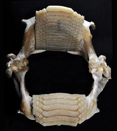 Skates & Rays of the Jersey Shore — Save Coastal Wildlife