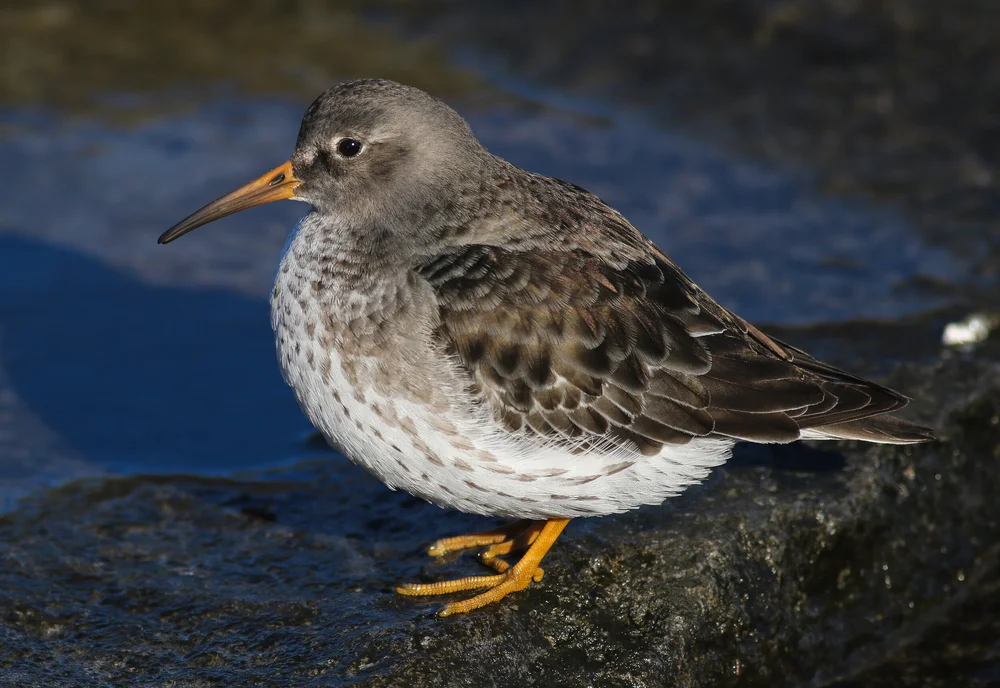 Save Shorebirds — Save Coastal Wildlife