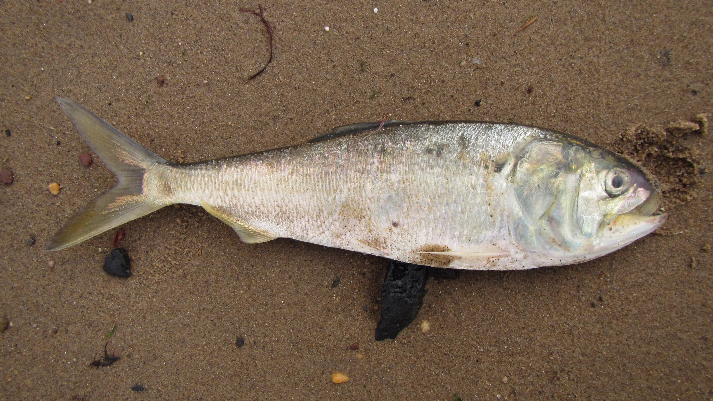 Why So Many Dead Menhaden — Save Coastal Wildlife