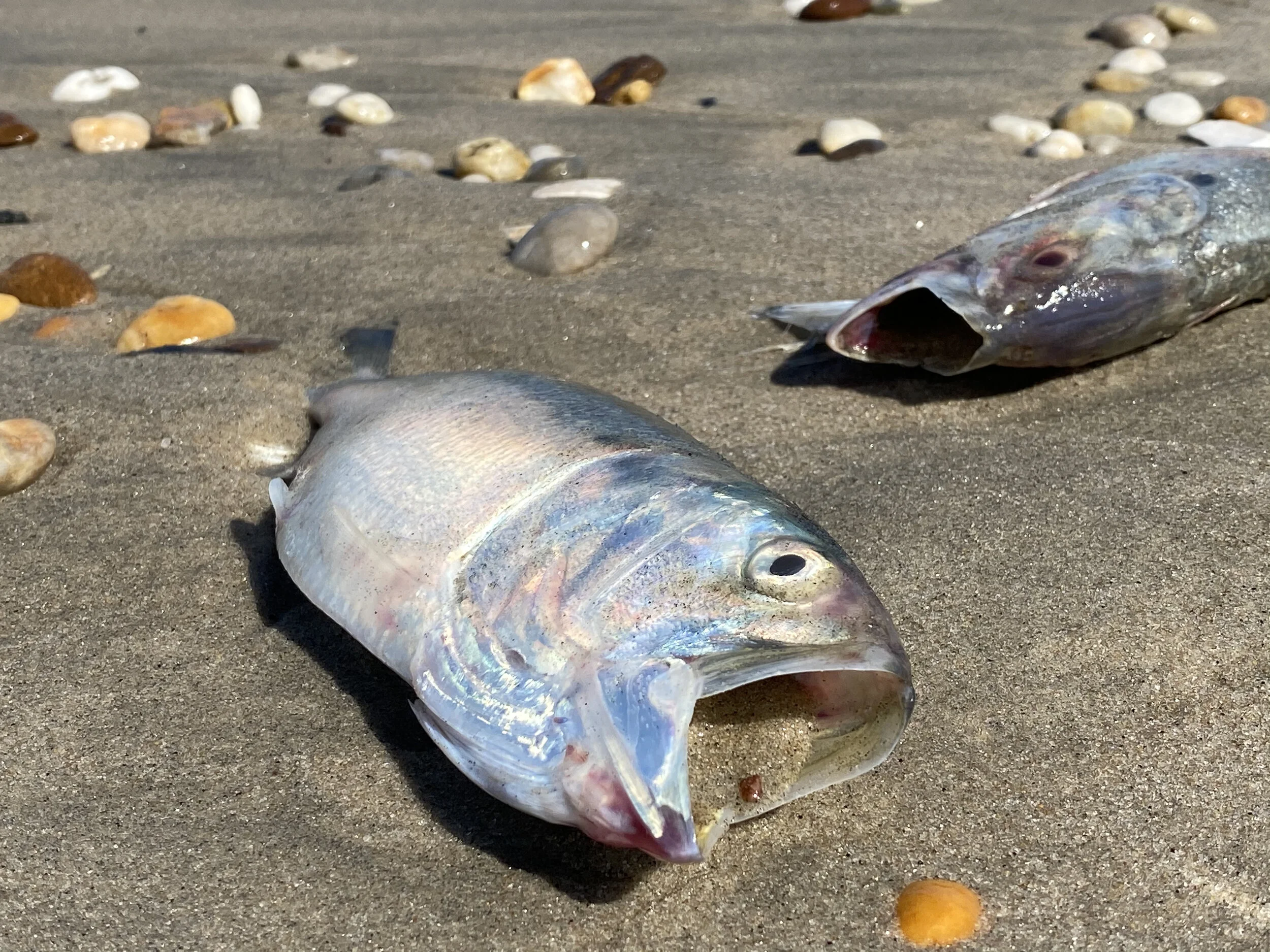 Save Menhaden — Save Coastal Wildlife