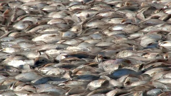 Why So Many Dead Menhaden — Save Coastal Wildlife