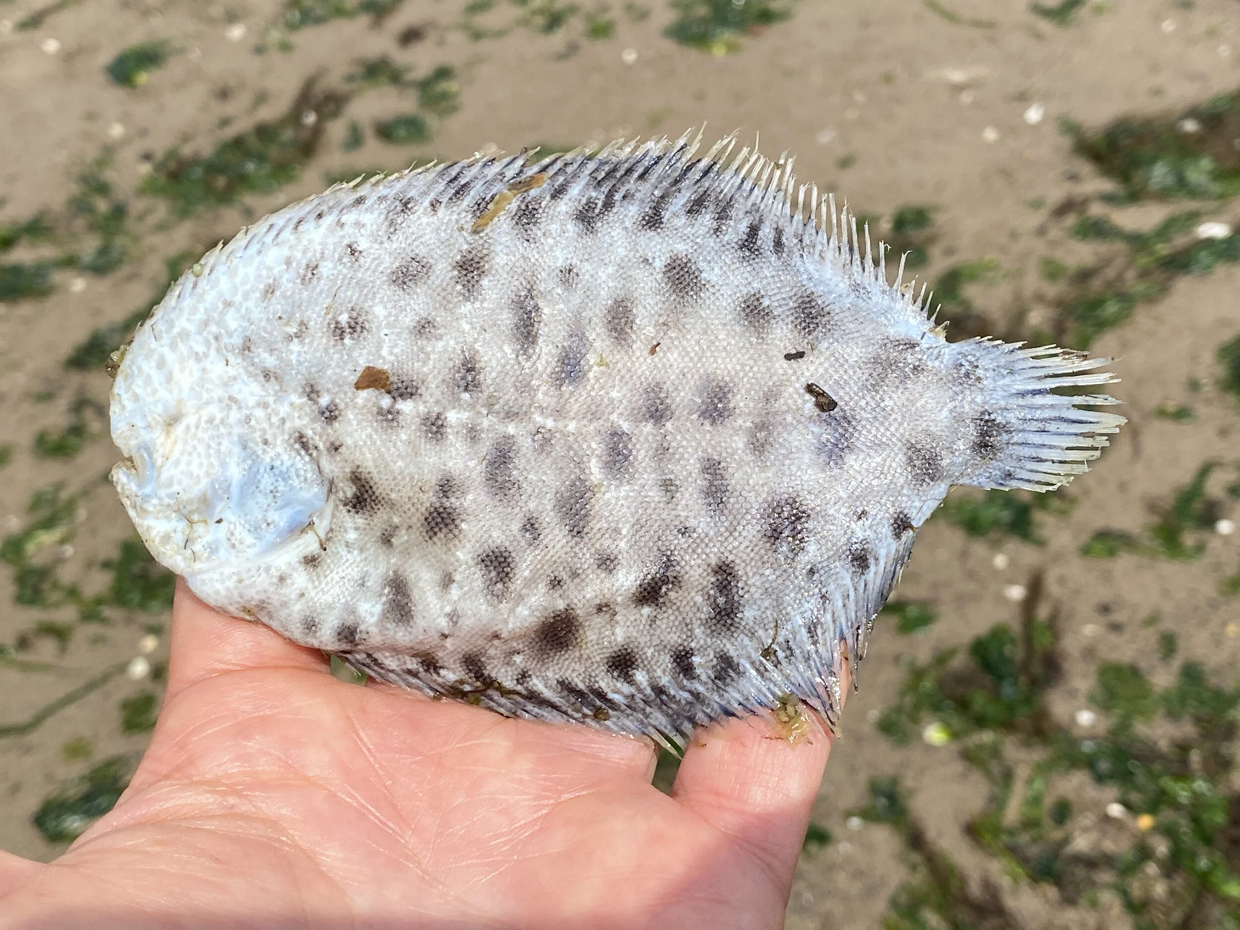 Why So Many Dead Menhaden — Save Coastal Wildlife