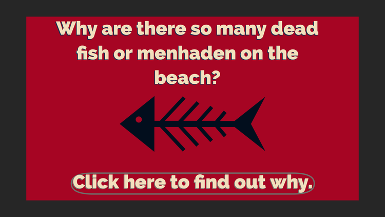Menhaden Threats — Save Coastal Wildlife