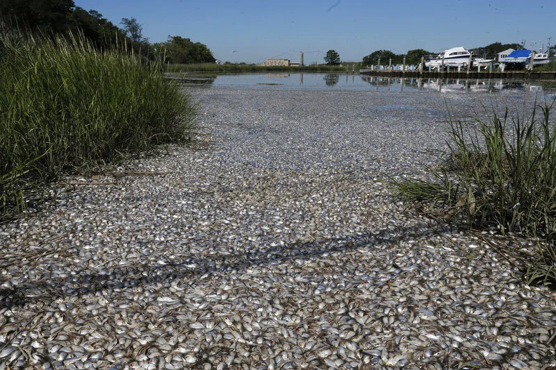 Why So Many Dead Menhaden — Save Coastal Wildlife