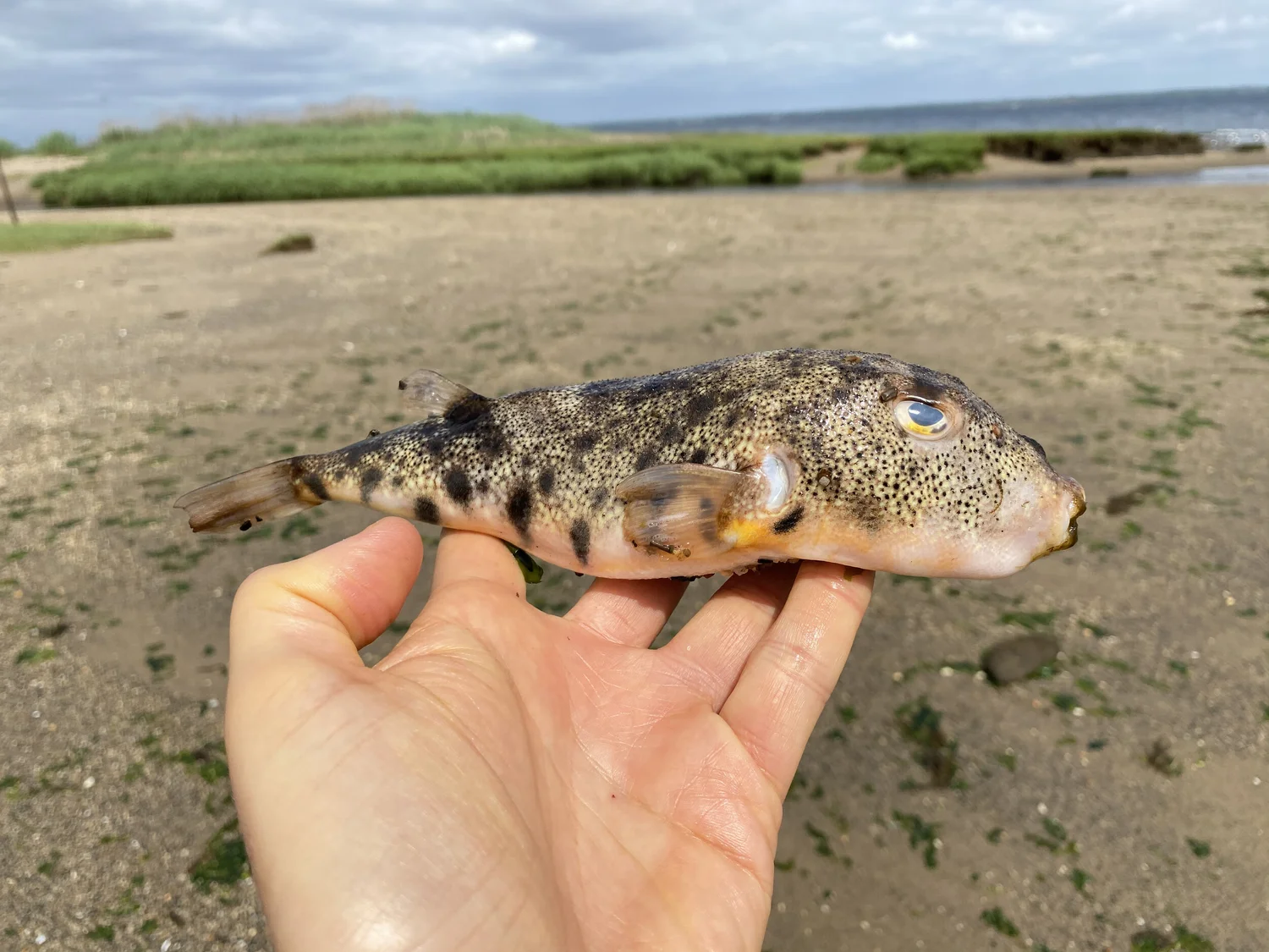 Why So Many Dead Menhaden — Save Coastal Wildlife