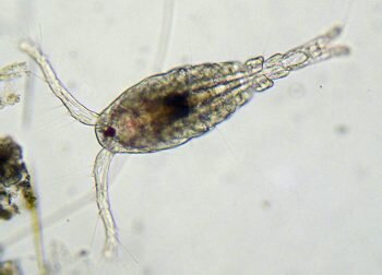 Plankton Research Along the Jersey Shore — Save Coastal Wildlife