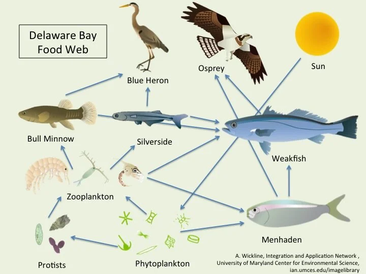 Plankton Research Along the Jersey Shore — Save Coastal Wildlife