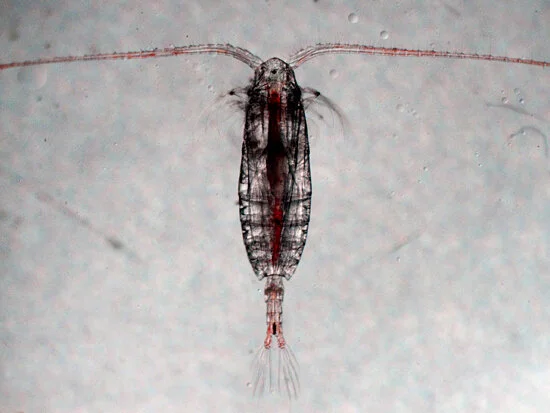 Plankton Research Along the Jersey Shore — Save Coastal Wildlife