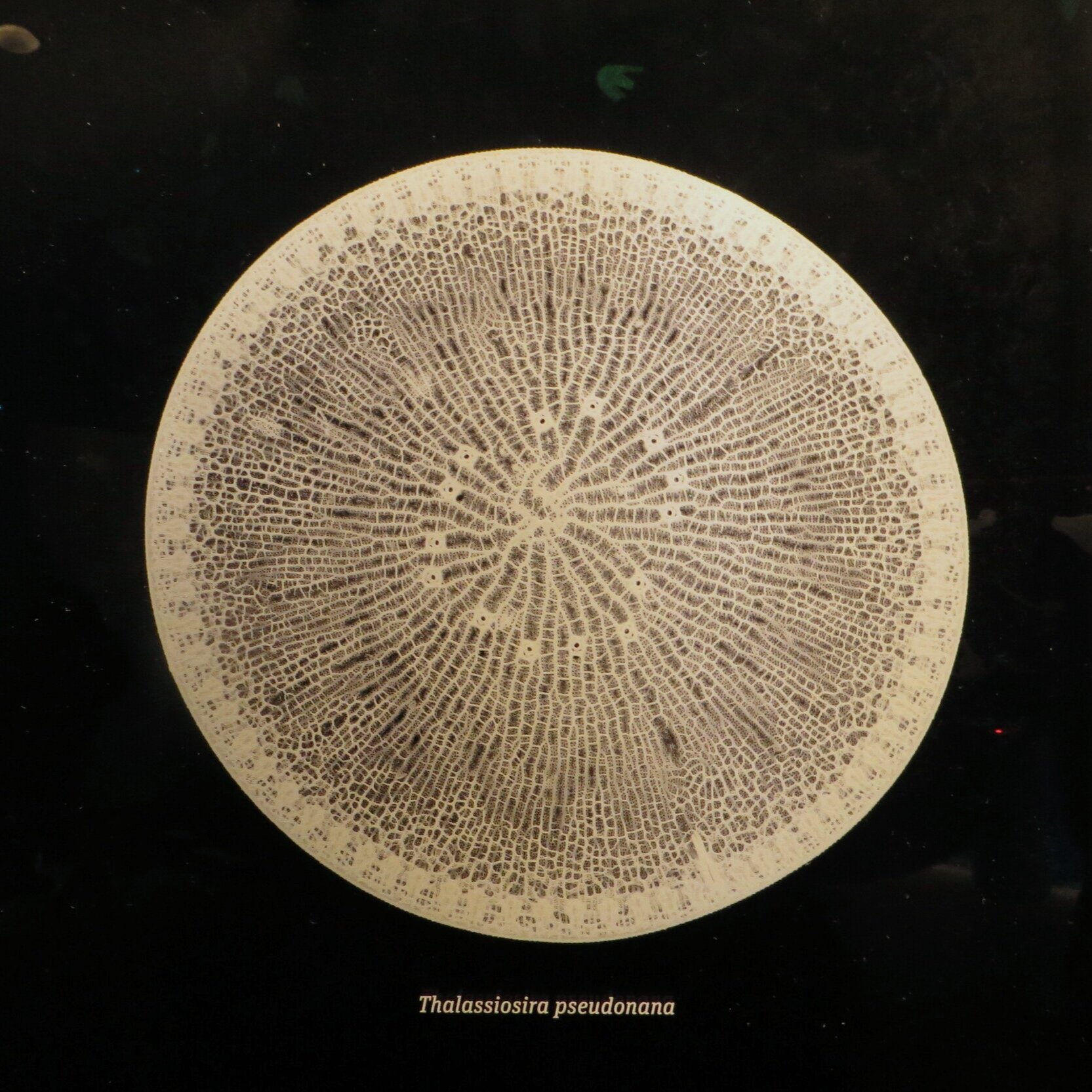 Plankton Research Along the Jersey Shore — Save Coastal Wildlife