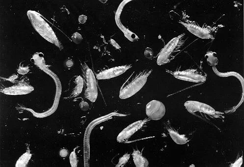 Microscopic Plankton