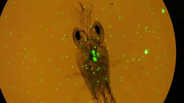 Plankton Research Along the Jersey Shore — Save Coastal Wildlife