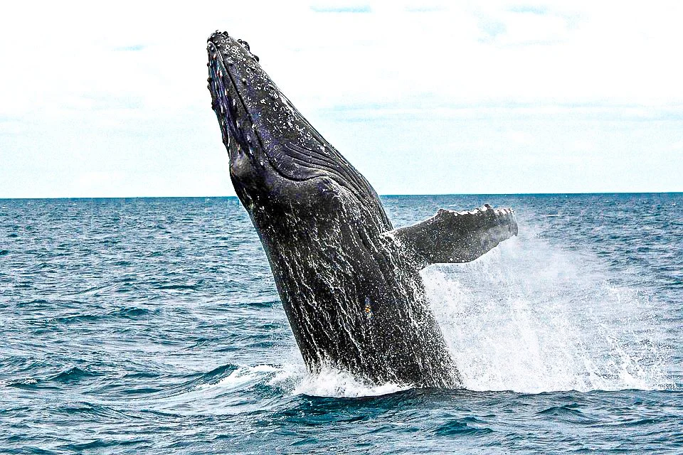 Simple Ways to Keep Coastal Wildlife Healthy — Save Coastal Wildlife