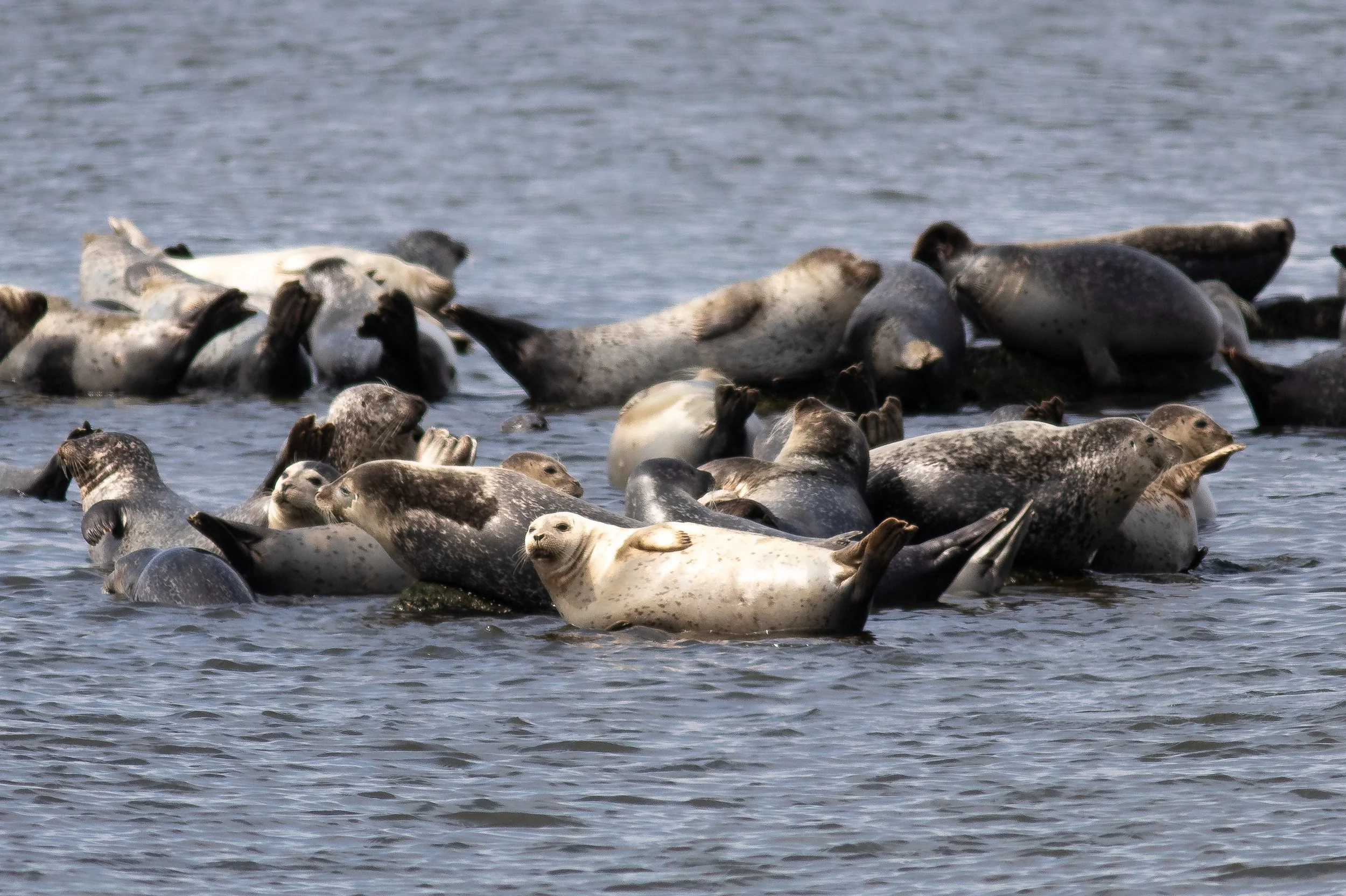 Volunteers needed for Winter Seal Survey — Save Coastal Wildlife