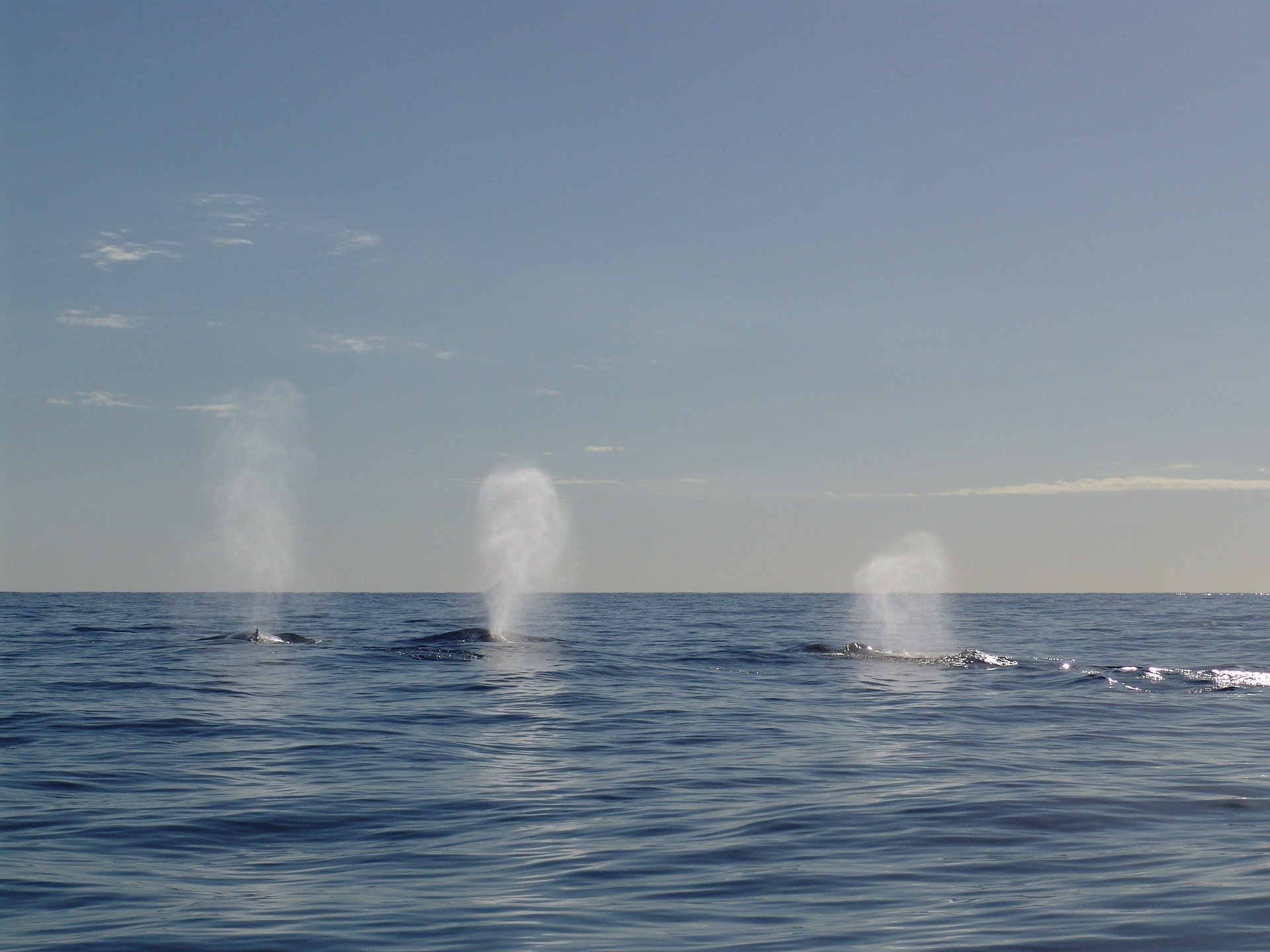Whales of the Jersey Shore — Save Coastal Wildlife