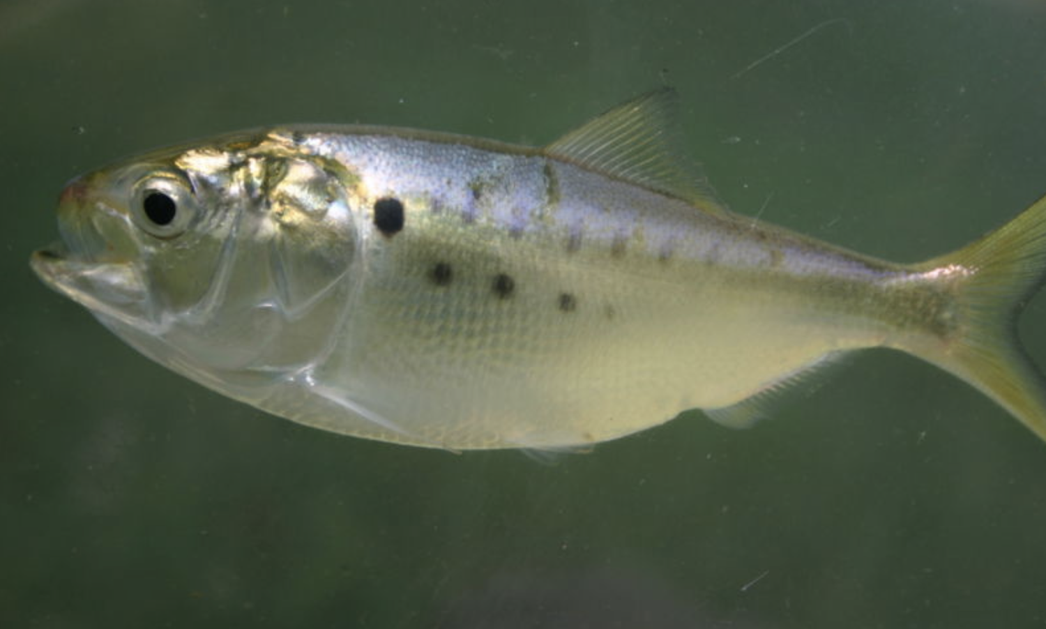 Menhaden Threats — Save Coastal Wildlife