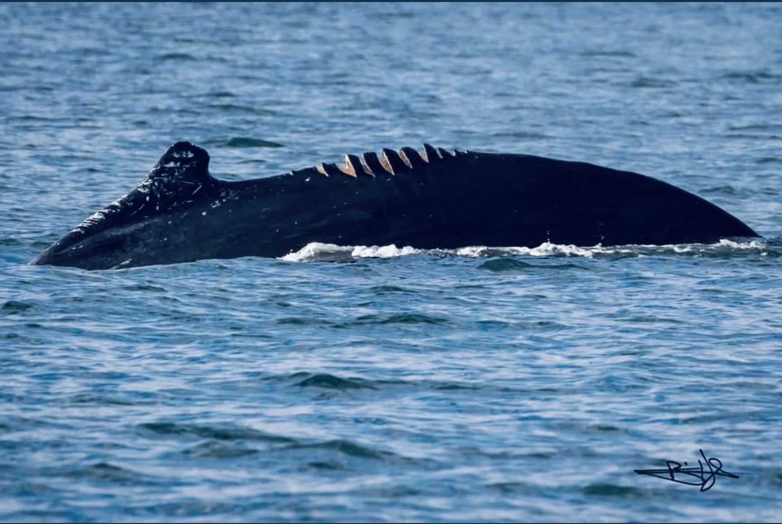 Collisions with ships — Save Coastal Wildlife