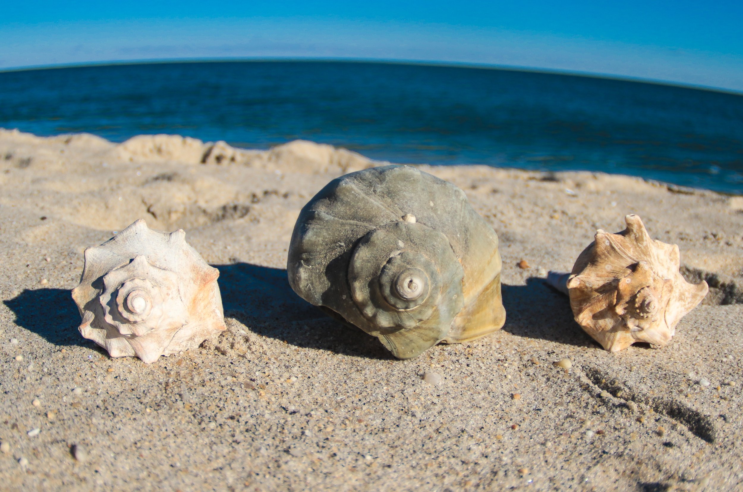 Knobbed Whelks: More than Just the State Shell of New Jersey — Save ...