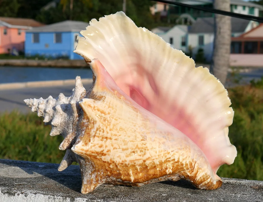 Knobbed Whelks: More than Just the State Shell of New Jersey — Save ...