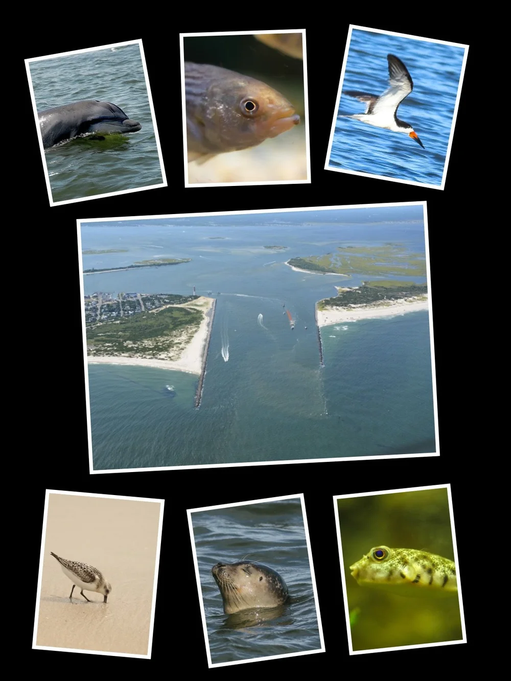 Inlet Biological Surveys — Save Coastal Wildlife