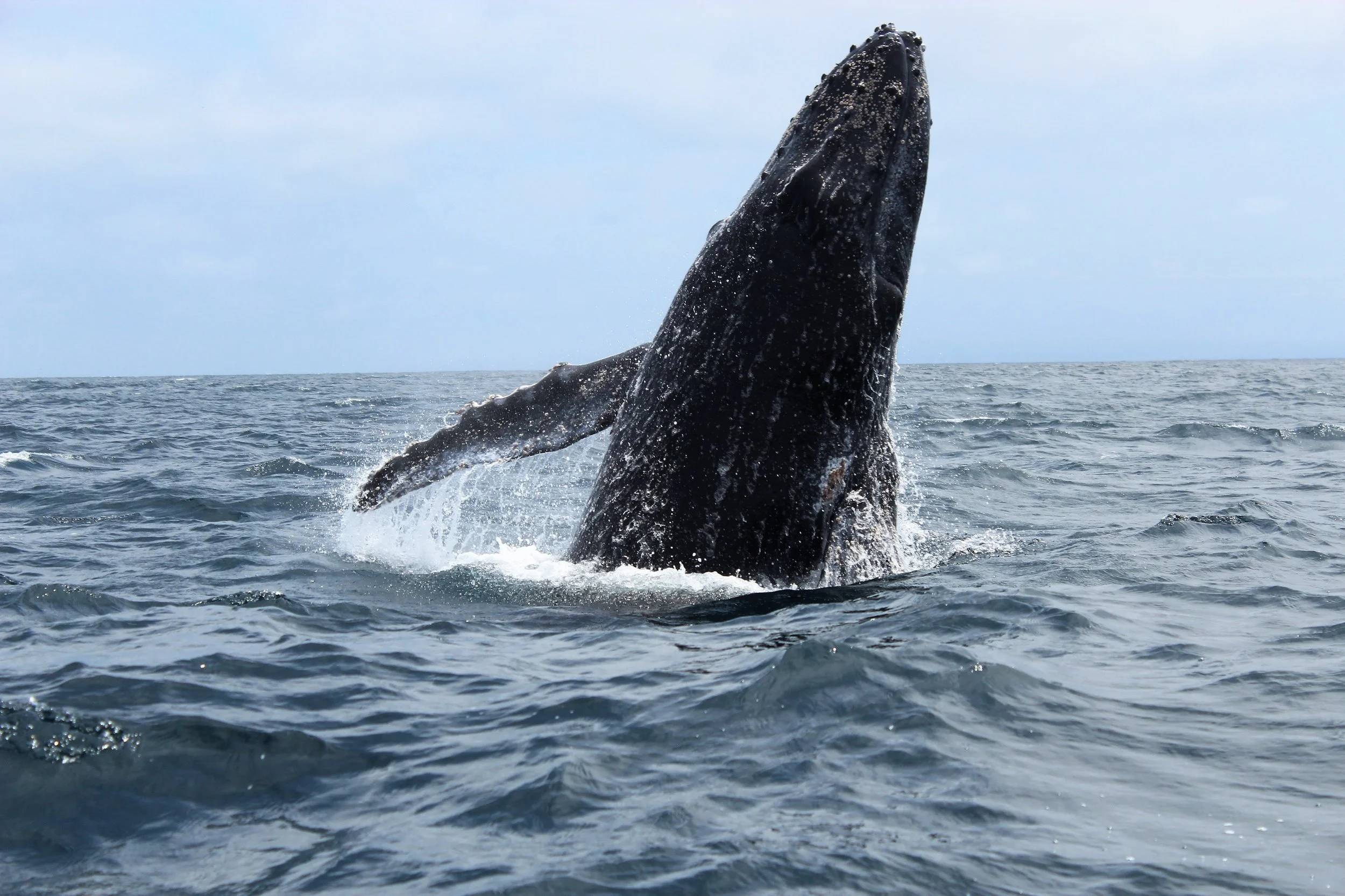 Whales of the Jersey Shore — Save Coastal Wildlife