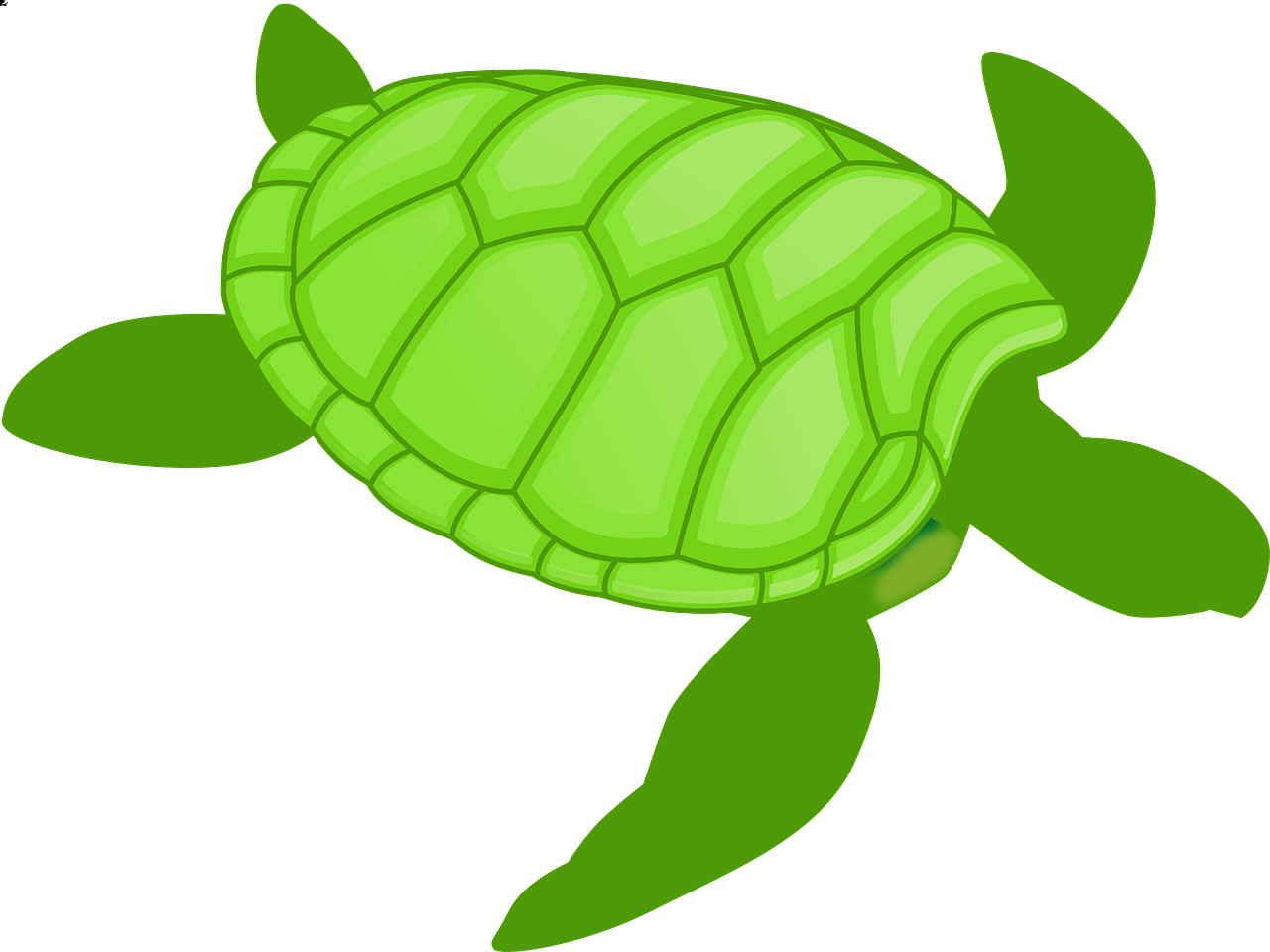 Sea Turtles of the Jersey Shore — Save Coastal Wildlife