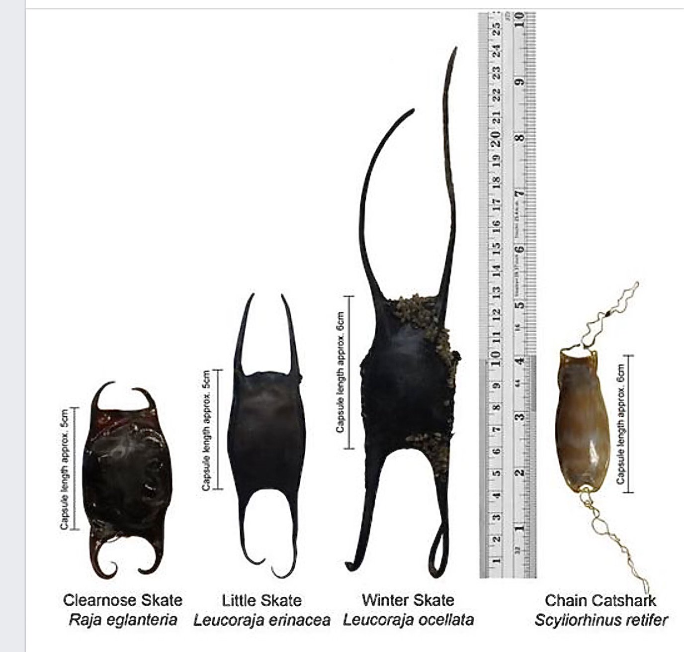 Spring Skate & Whelk Egg Case Hunt — Save Coastal Wildlife