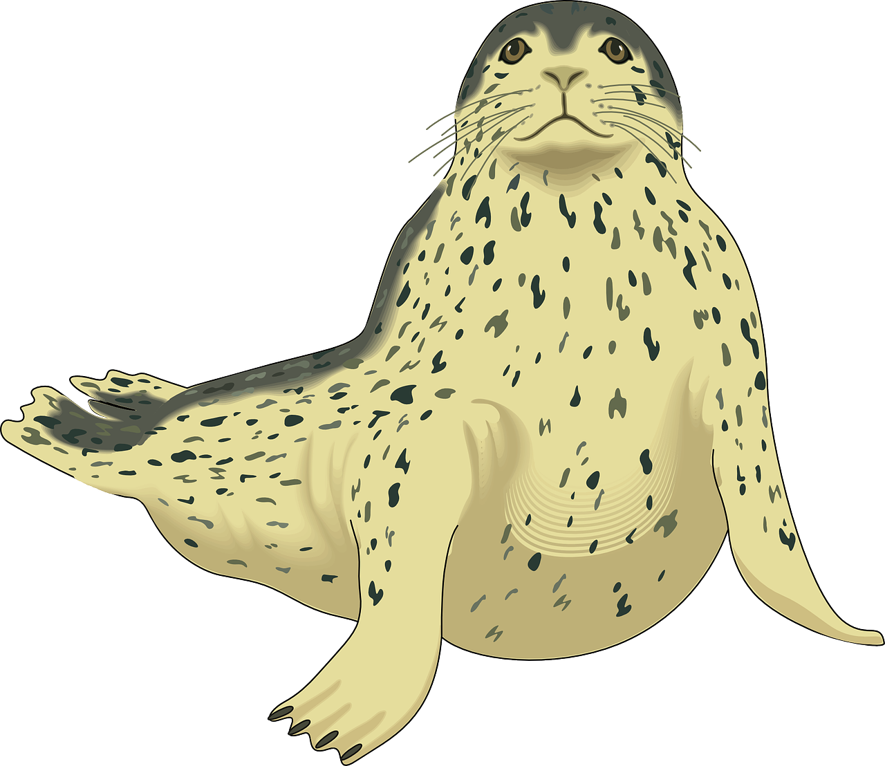 Seal Claws Leopard