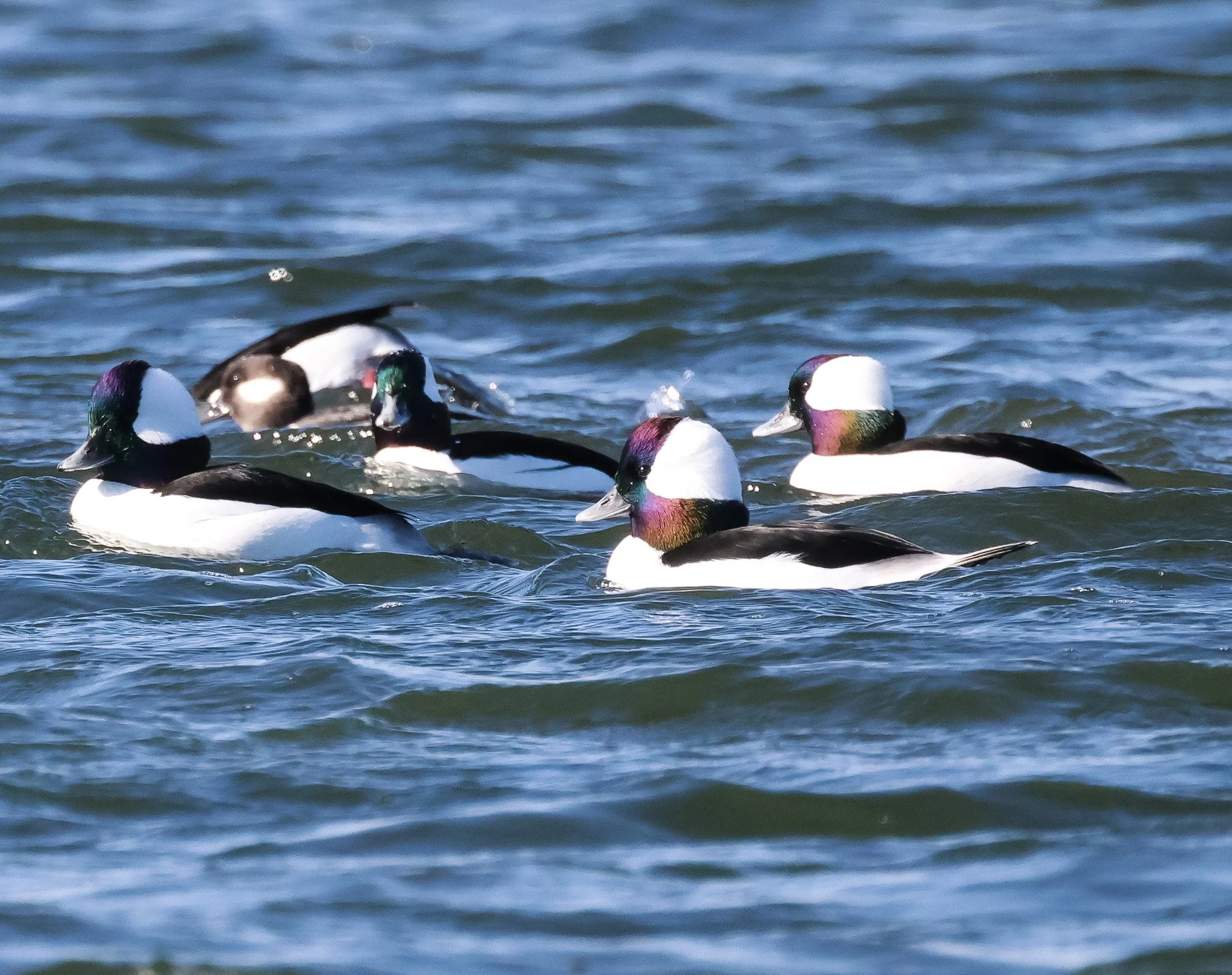 Buffleheads Along the Jersey Shore — Save Coastal Wildlife